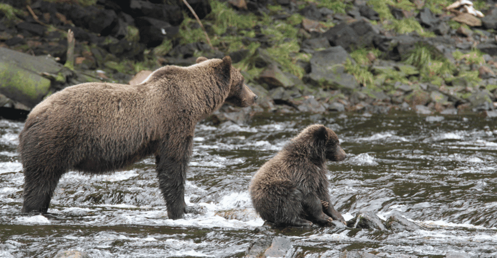 Ketchikan Wildlife Safari Tour FAQ | Plan Your Visit