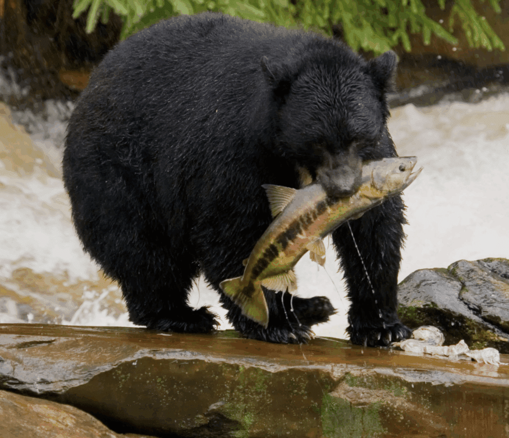 Ketchikan Alaska Wildlife Safari Tour | Shore Excursion