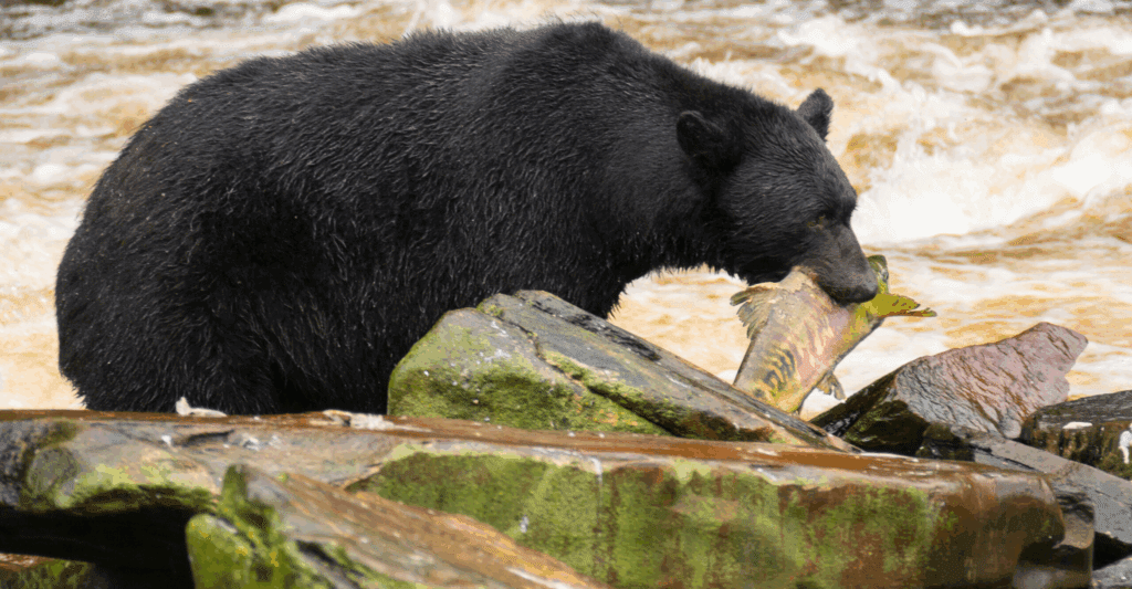 Ketchikan Bear & Brew Tour | Top-Rated Alaska Shore Excursion